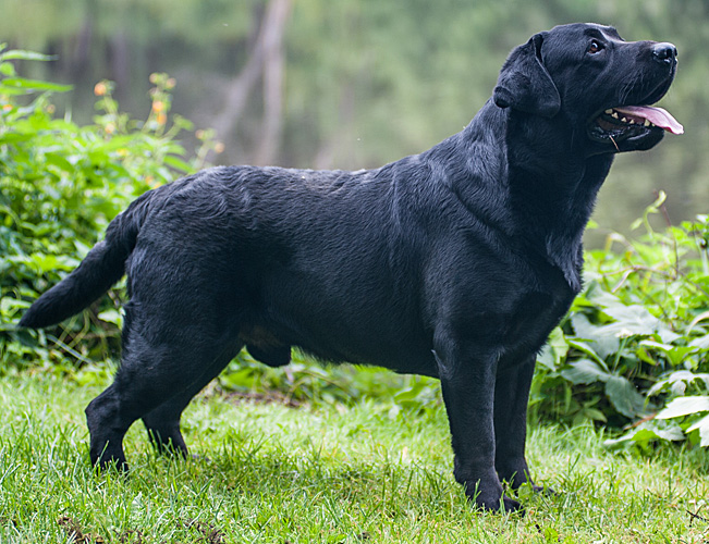 CH SHR Empress Labradors Diego Illinois Labrador Retrievers Breeder