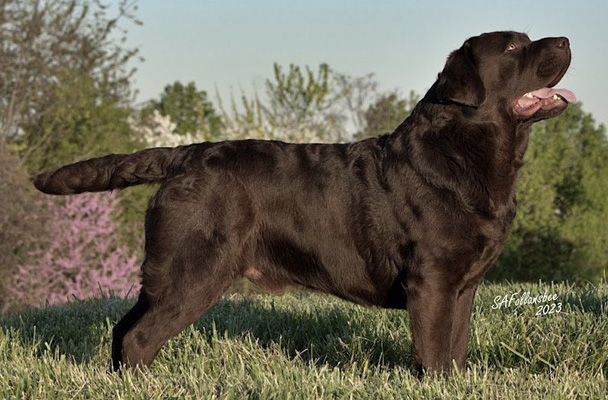Empress Queijeiro O'Henry Labrador Retrievers Illinois