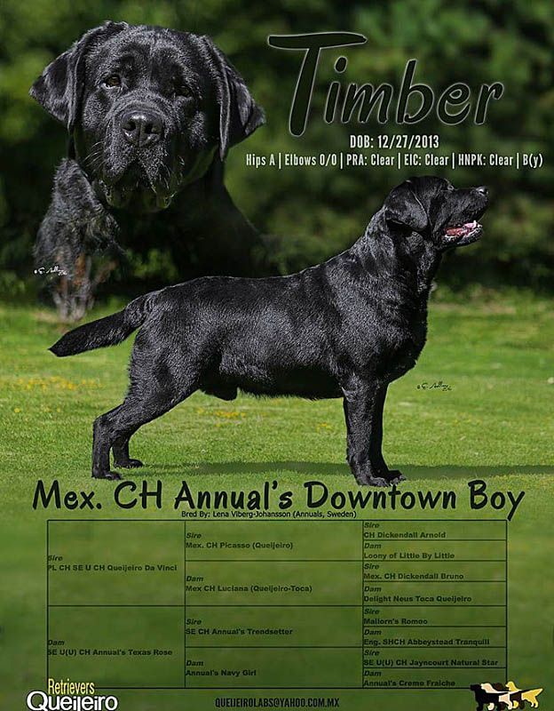 MEX CH Annual's Downtown Boy Empress Labrador Retrievers Illinois