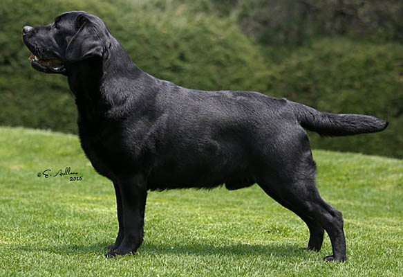 MEX CH Annual's Downtown Boy Empress Labrador Retrievers Illinois