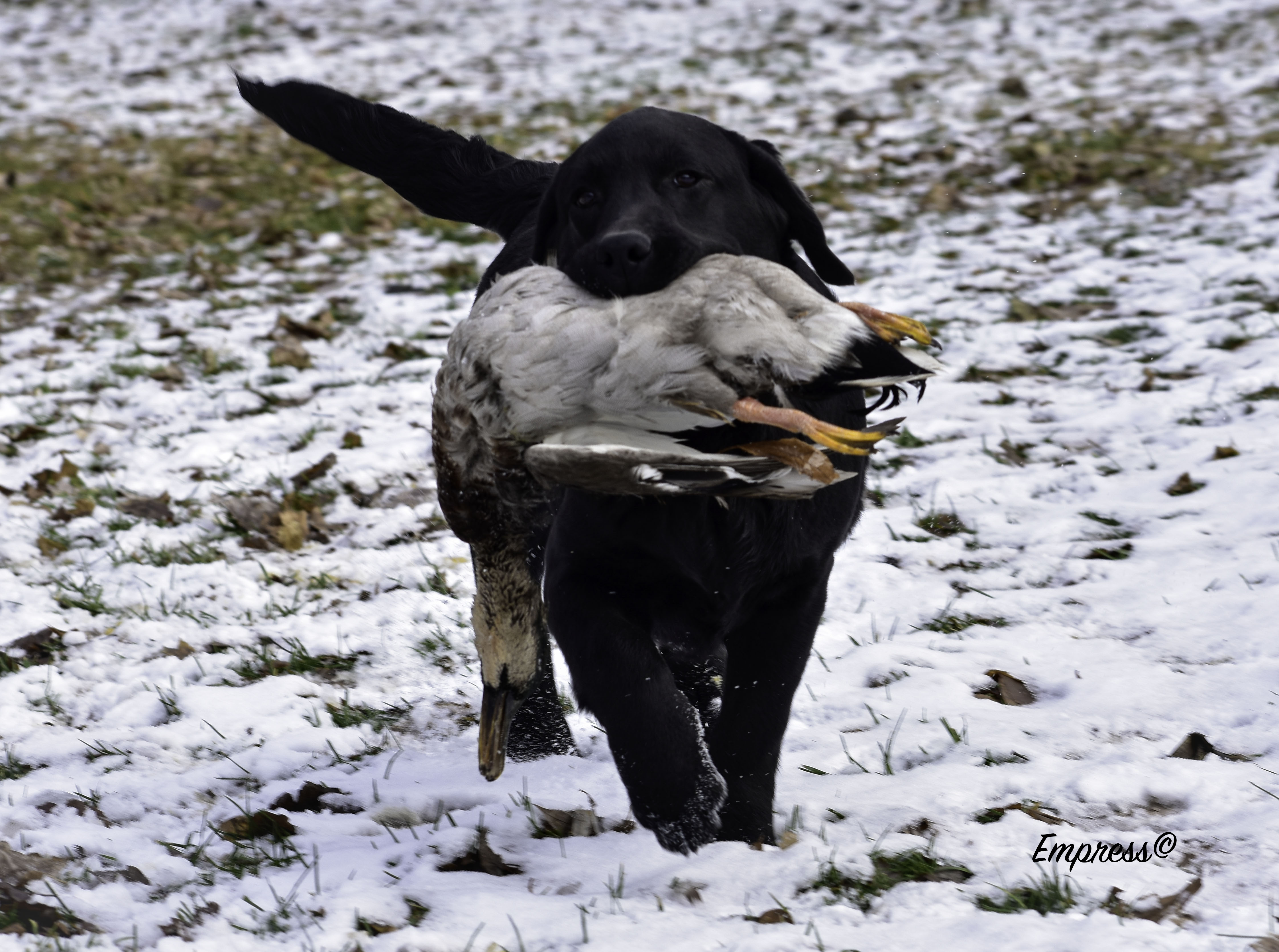Empress Black Tie Affair Labrador Retrievers Illinois