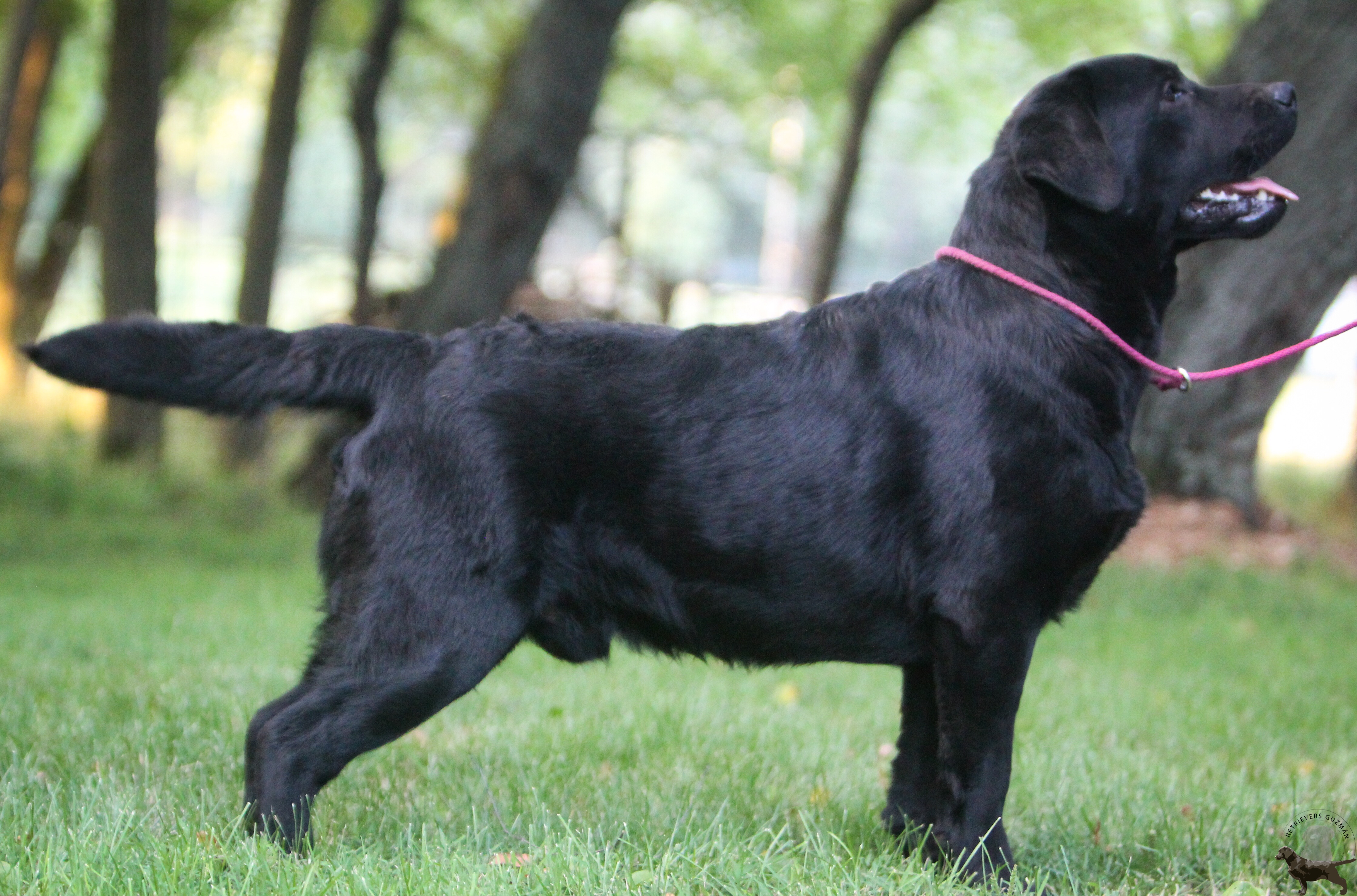 Empress Black Tie Affair Labrador Retrievers Illinois